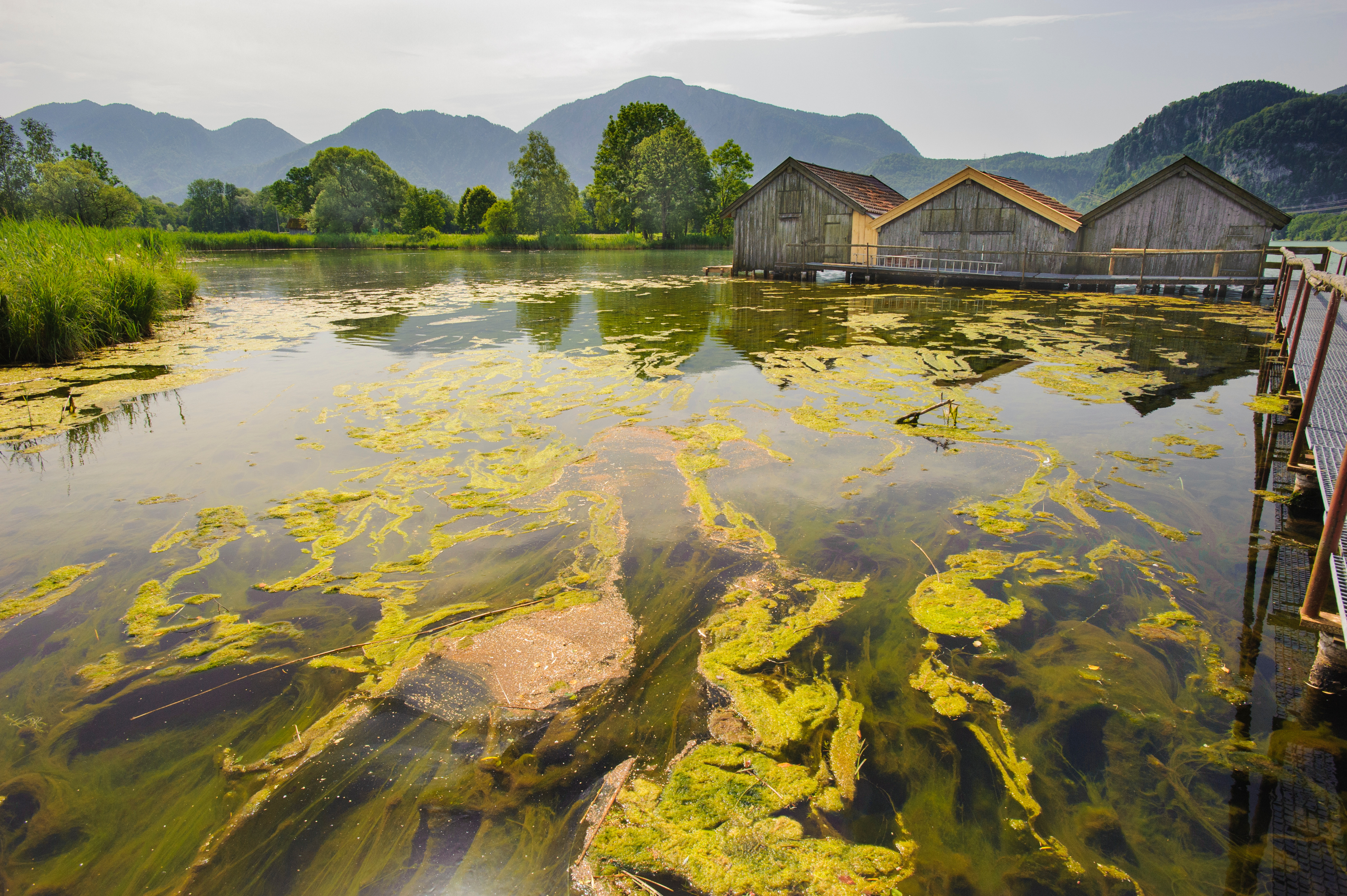 What is Chlorophyll | Chlorophyll a Measurement Methods