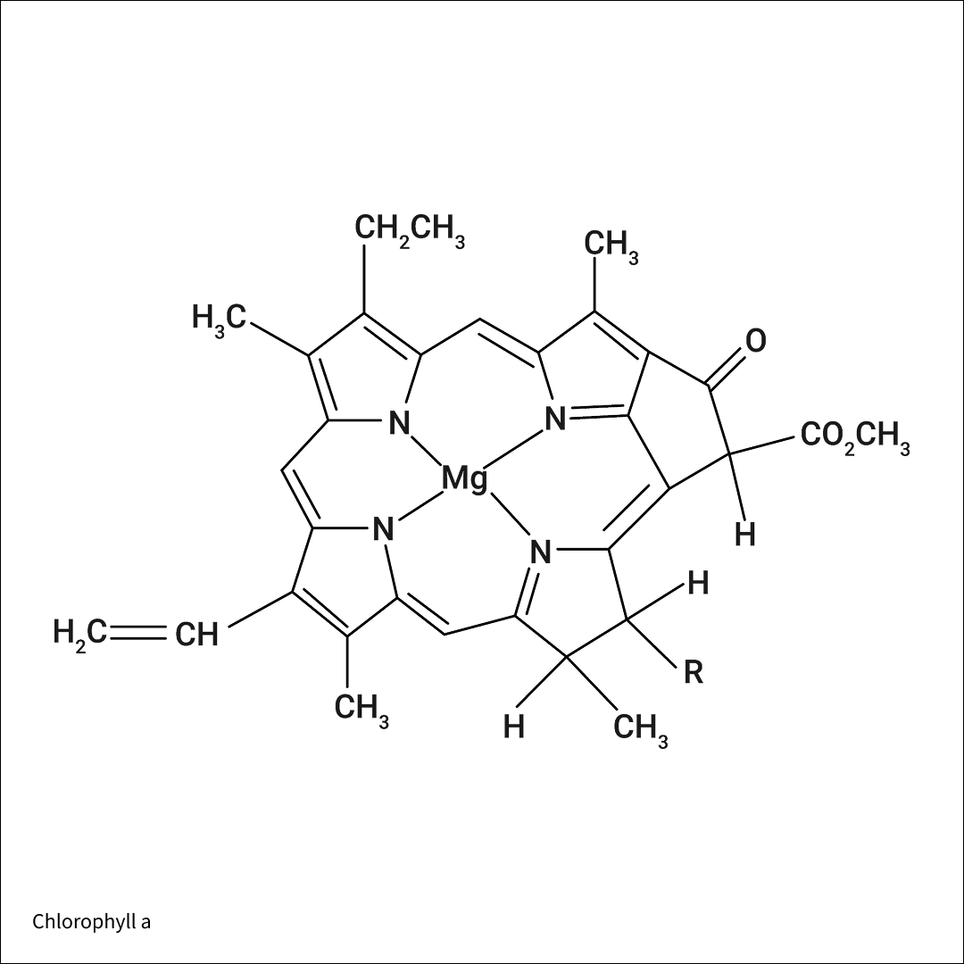 What is Chlorophyll | Chlorophyll a Measurement Methods